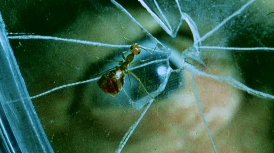 Why you should watch "Phase IV" - Sci-Fi-O-Rama